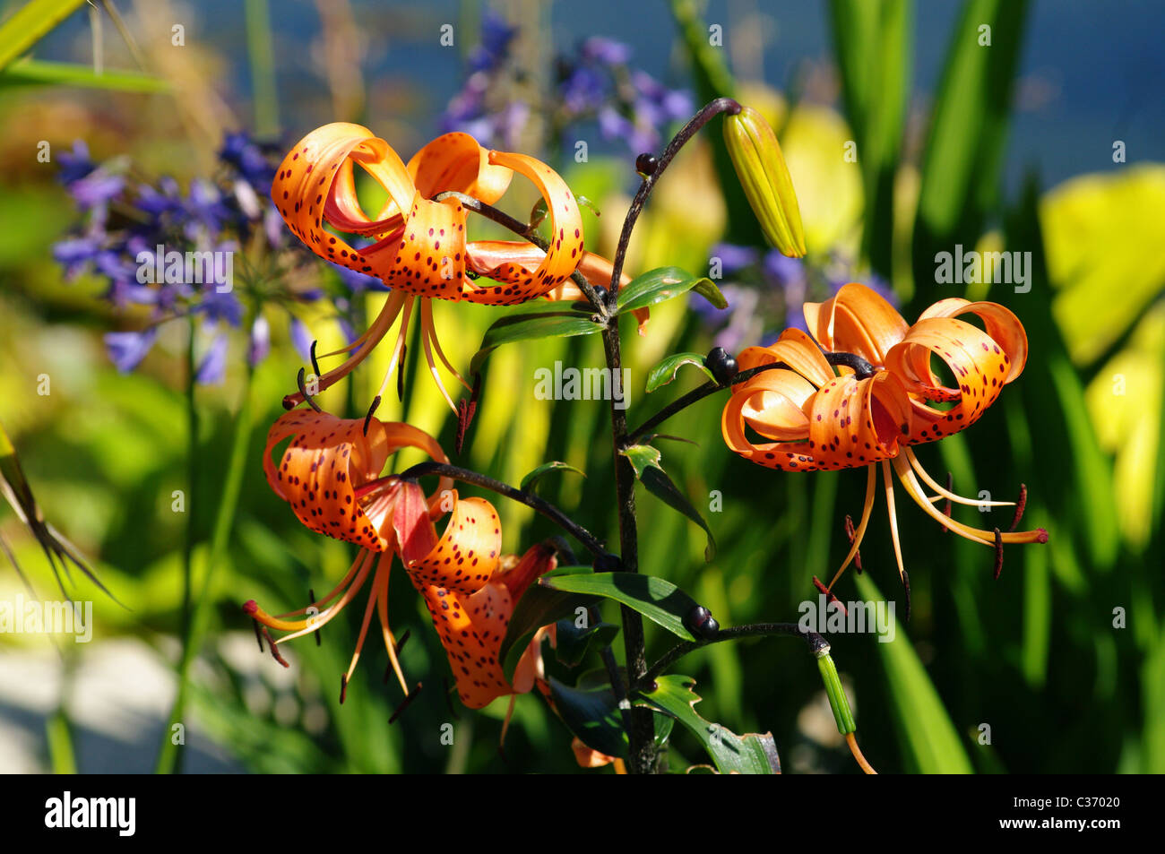 Logan gardens hi-res stock photography and images - Alamy