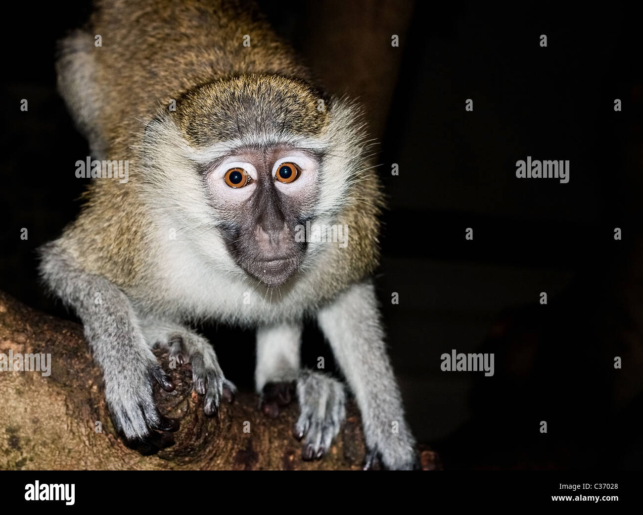 Pet monkey in restaurant, Lome, Togo Stock Photo - Alamy