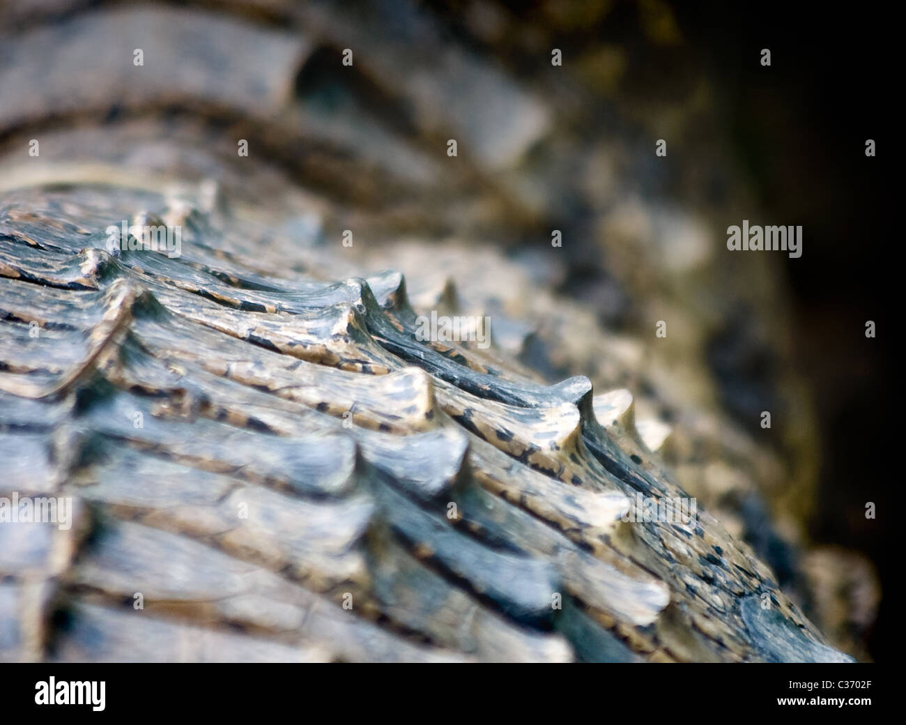 Crocodile back pattern hi-res stock photography and images - Alamy