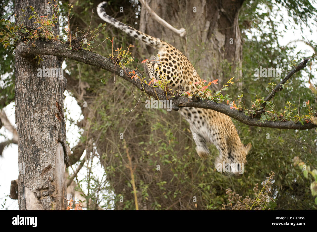 African female leopard Panthera pardes decending tree in Mombo in the ...