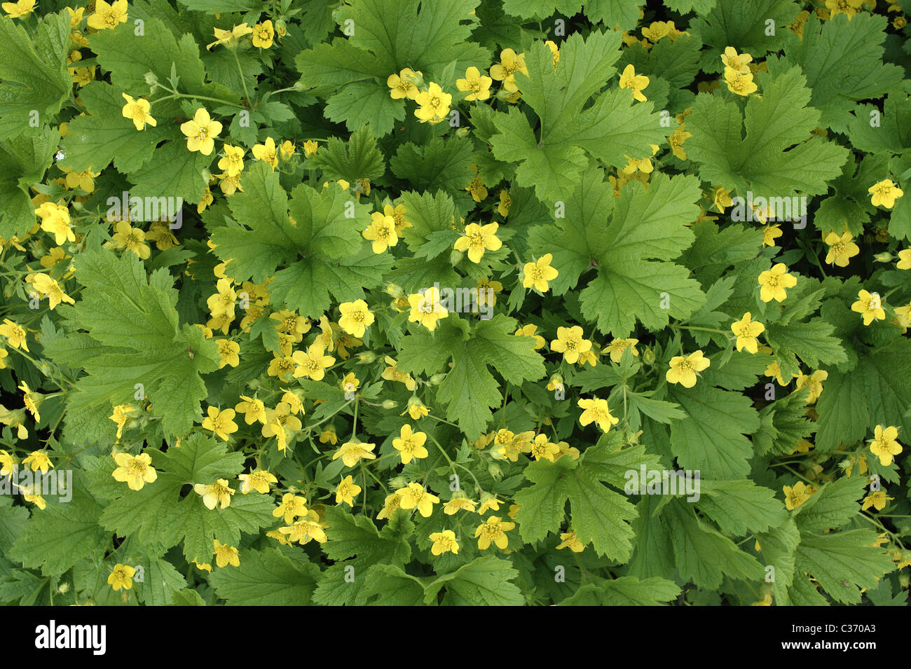 Waldsteinia geoides yellow spring flowers and green leaves Stock Photo ...