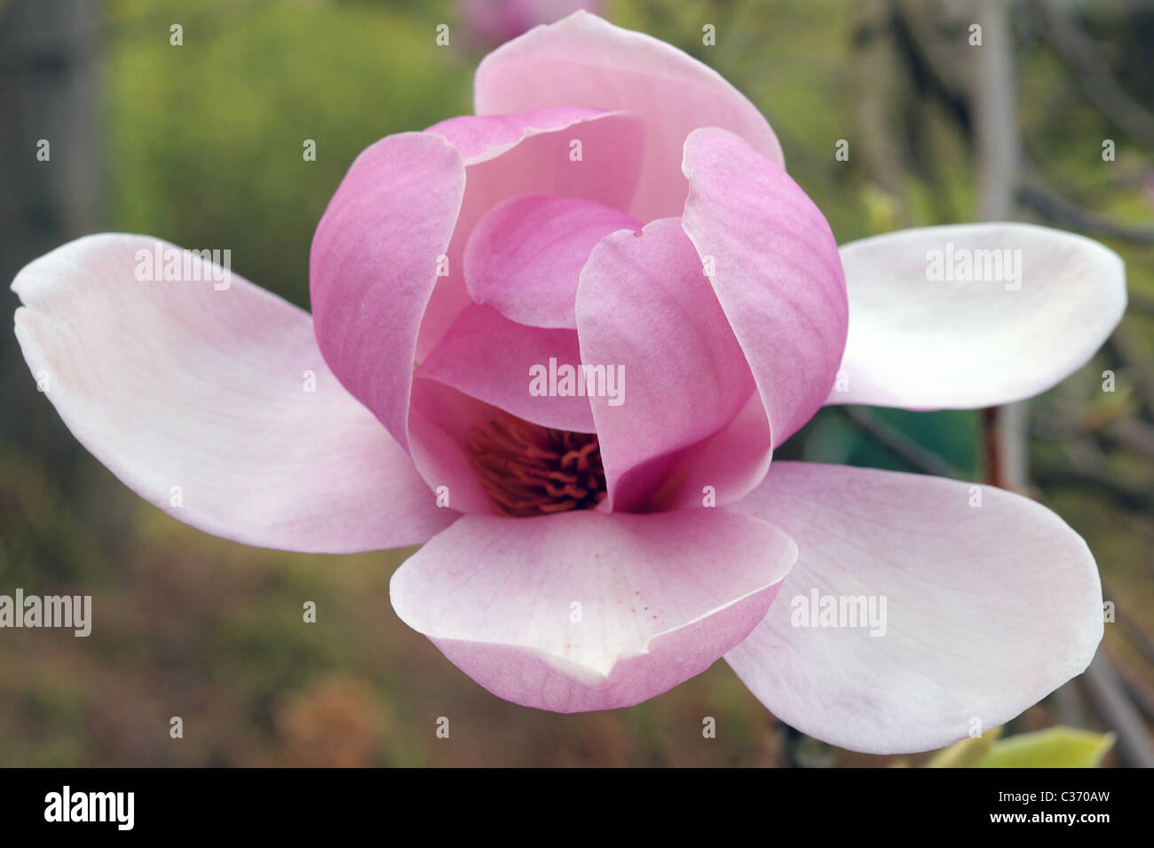 Magnolia grandiflora pink big spring flower close up Stock Photo - Alamy