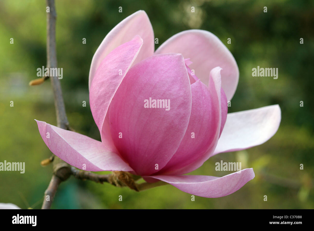 Magnolia grandiflora pink big spring flower close up Stock Photo - Alamy