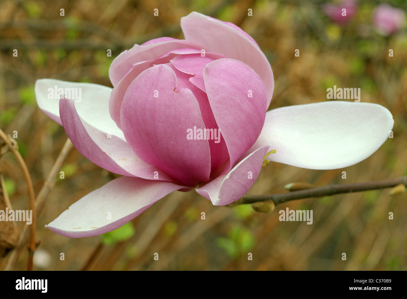Magnolia grandiflora pink big spring flower close up Stock Photo - Alamy