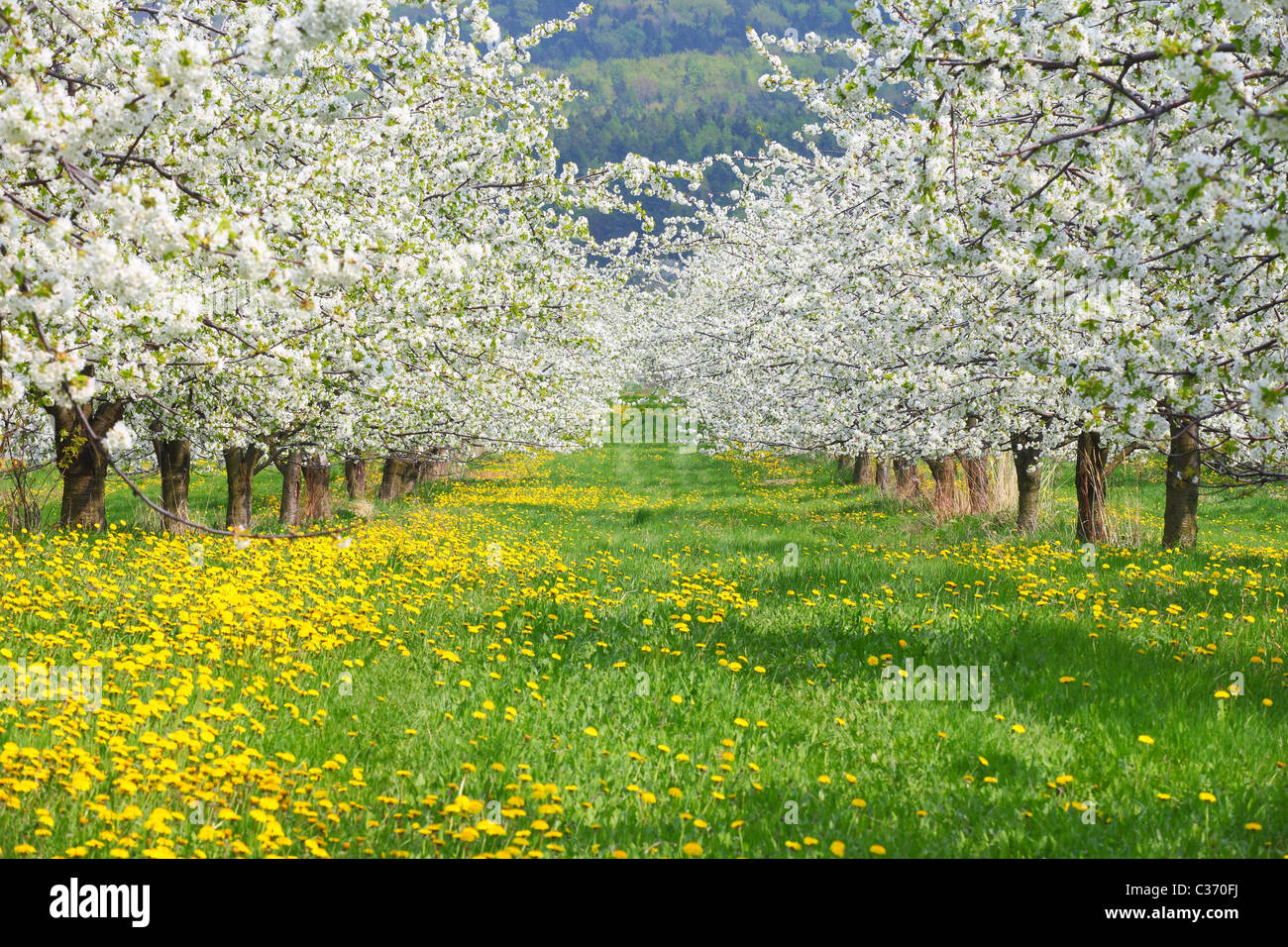 Cherry trees in full bloom spring cherry orchard Stock Photo - Alamy