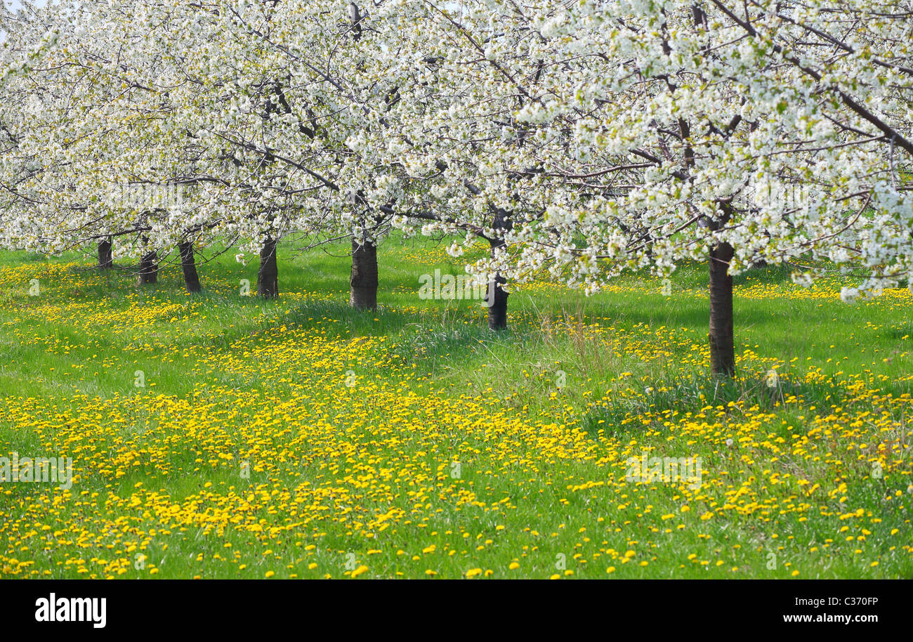 Cherry trees in full bloom spring cherry orchard Stock Photo - Alamy