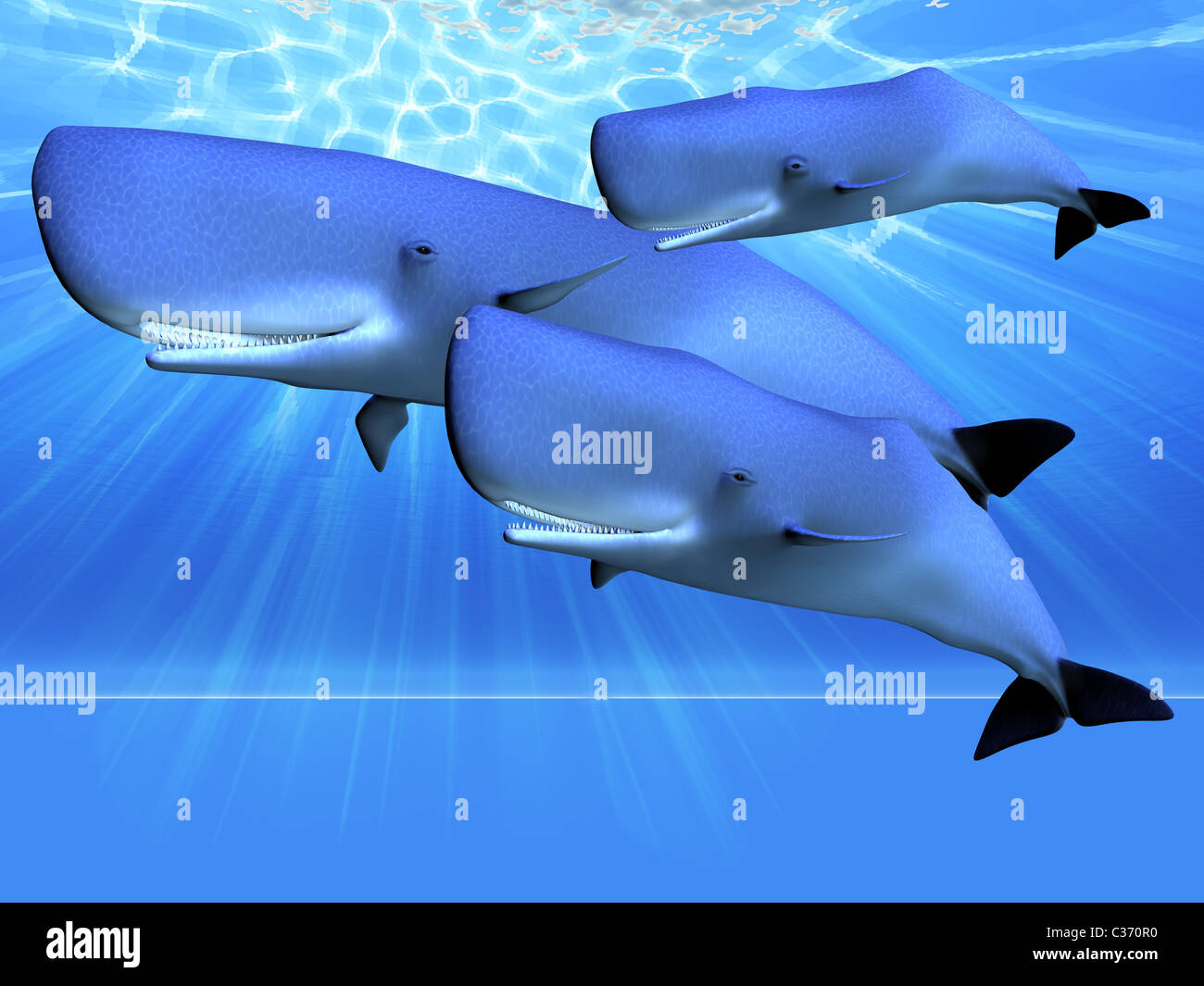 Beautiful whale in ocean hi-res stock photography and images - Alamy