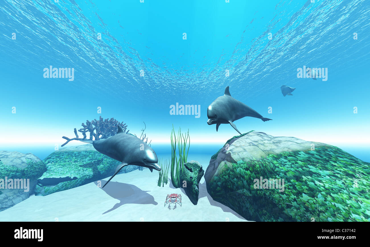 Two Bottlenose dolphins take an interest in a crab while two Butterfly ...