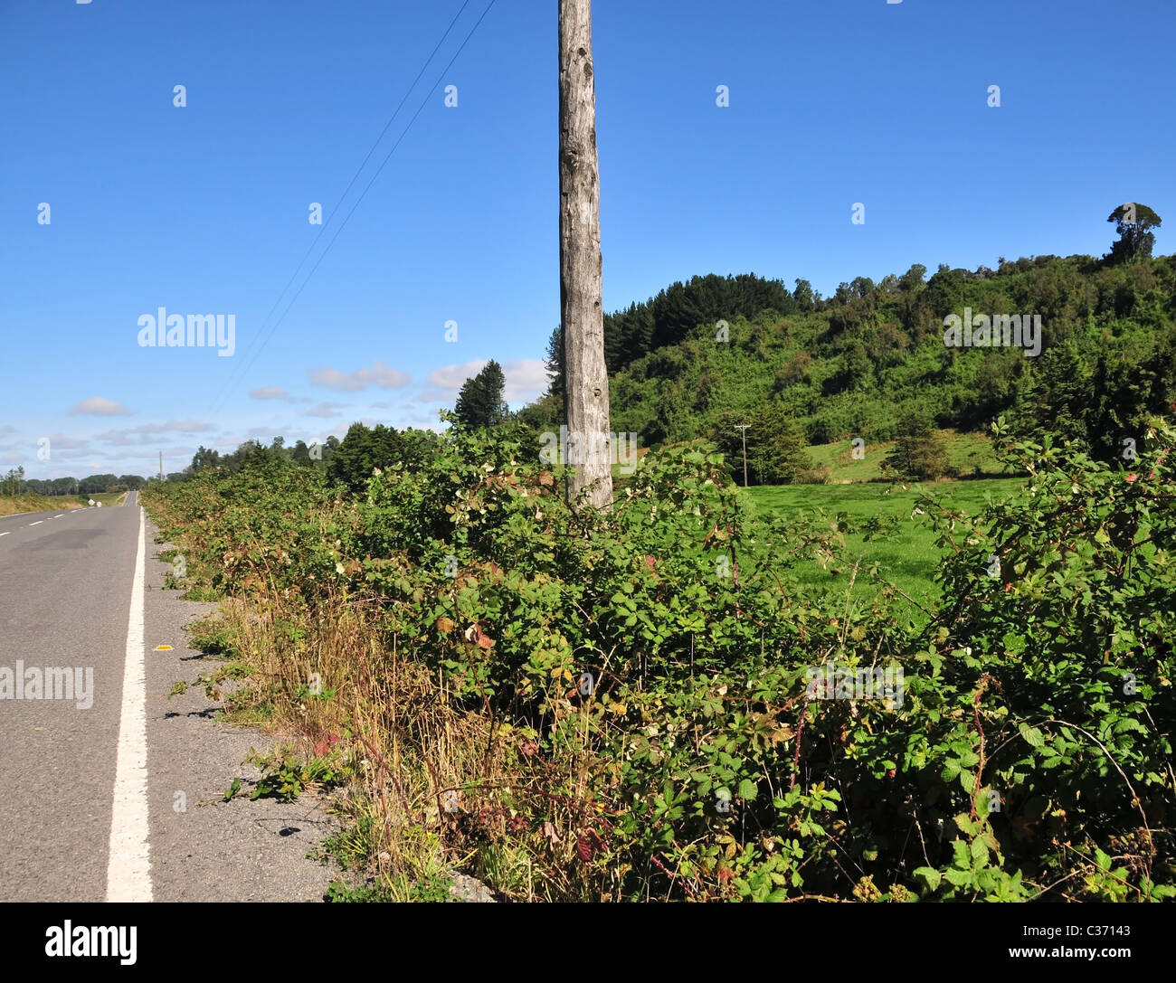 Blue sky thicket of blackberry brambles in a hedgerow at the side of ...