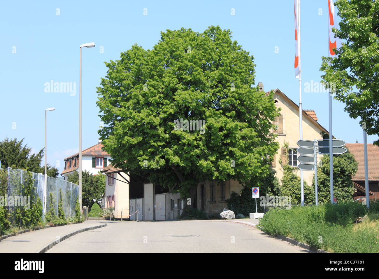 A big tree at the intersection Stock Photo - Alamy