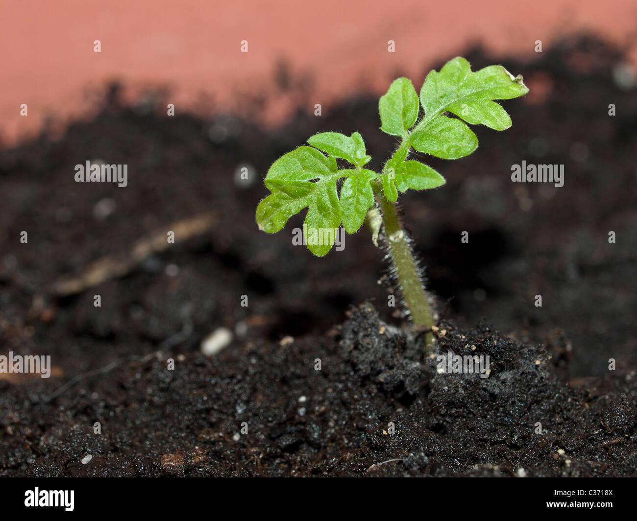 Tomato plant shoot hi-res stock photography and images - Alamy