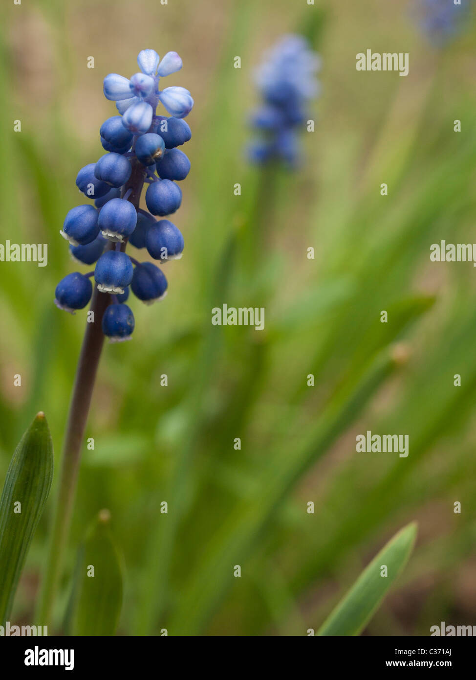 Compact Grape-hyacinth. macro Stock Photo - Alamy