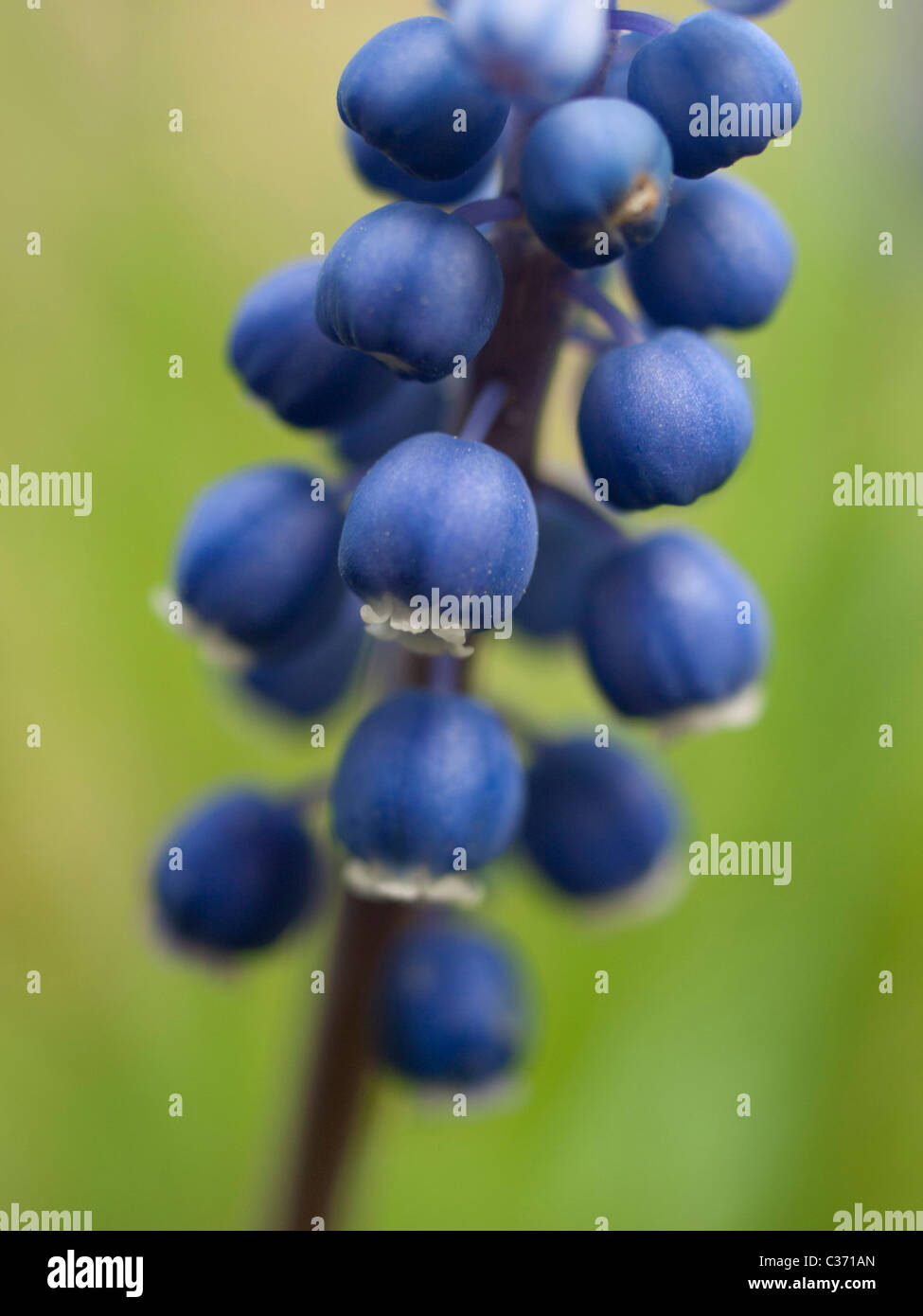 Compact Grape-hyacinth. macro Stock Photo - Alamy