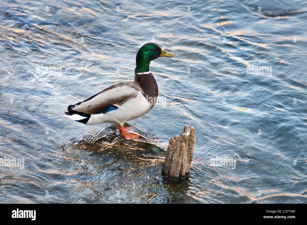 Duck on the water Stock Photo - Alamy
