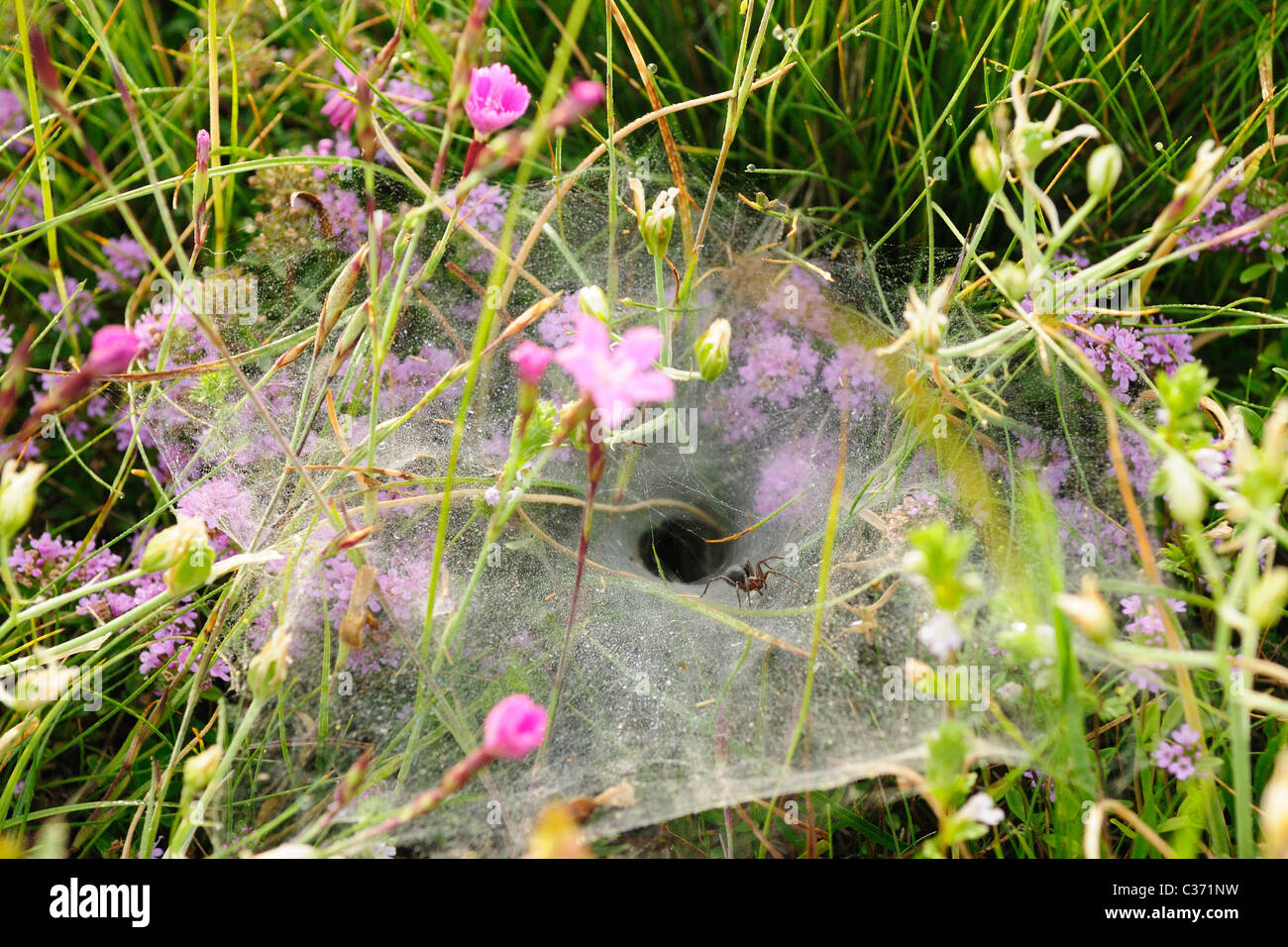 Summer spider web hi-res stock photography and images - Alamy