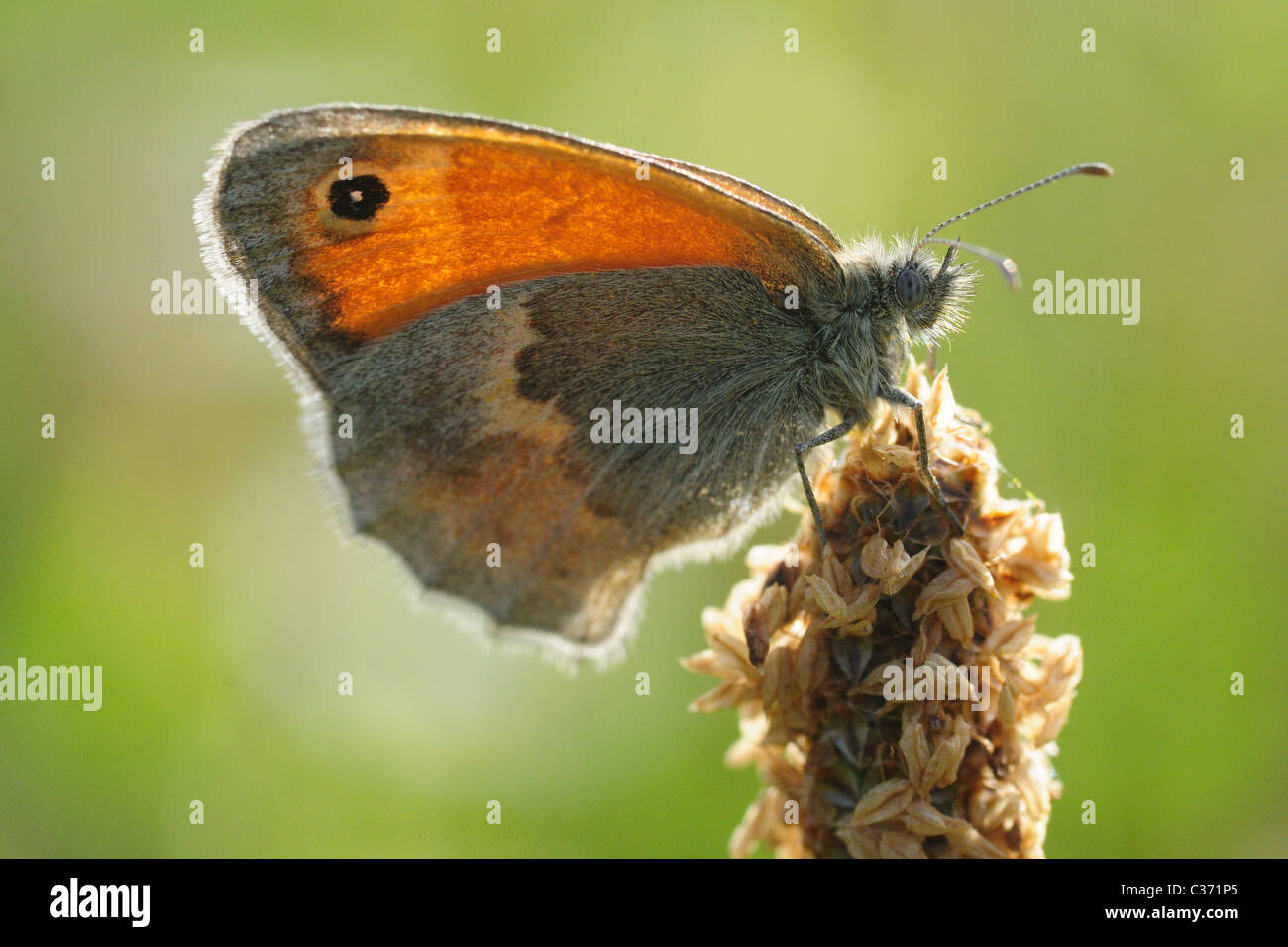 Nice butterfly hi-res stock photography and images - Alamy