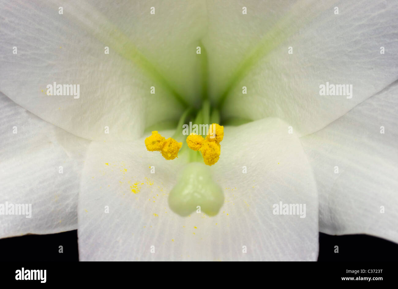 Amazing Photo of Stamen and Pollen In an Easter Lily (lilium ...