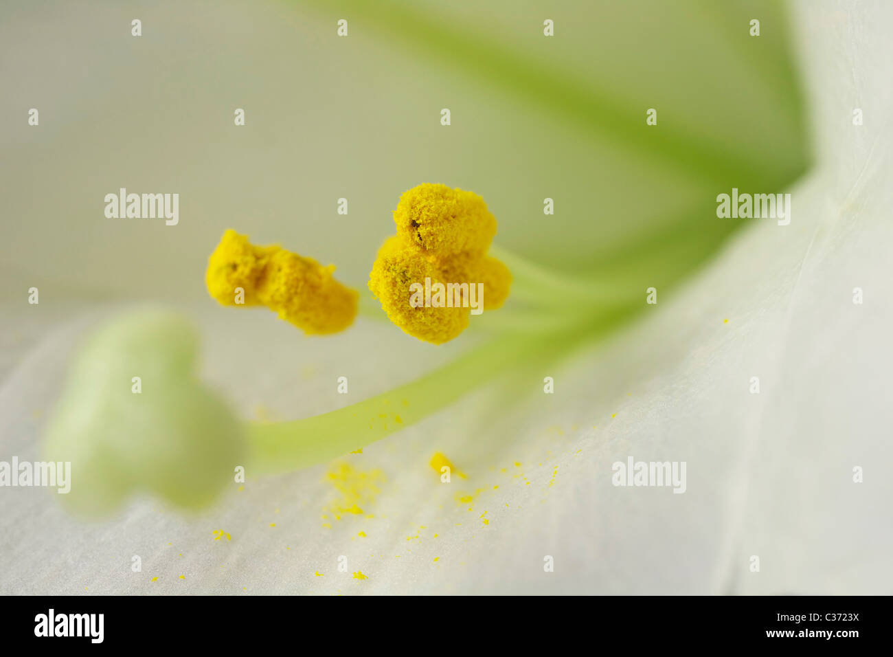 Amazing Photo of Stamen and Pollen In an Easter Lily (lilium ...