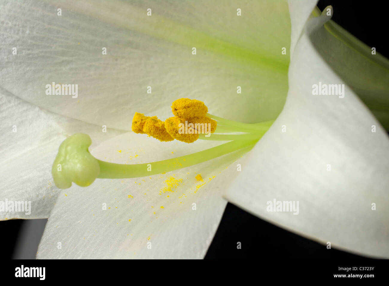 Amazing Photo of Stamen and Pollen In an Easter Lily (lilium ...
