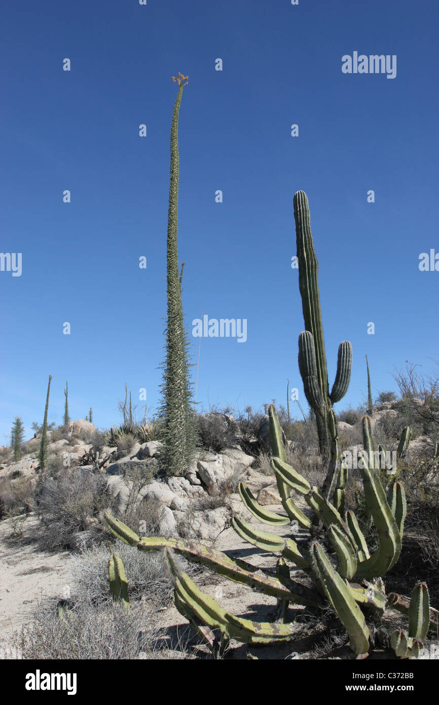 Desert near Colonet, Baja California Norte, Mexico Stock Photo - Alamy