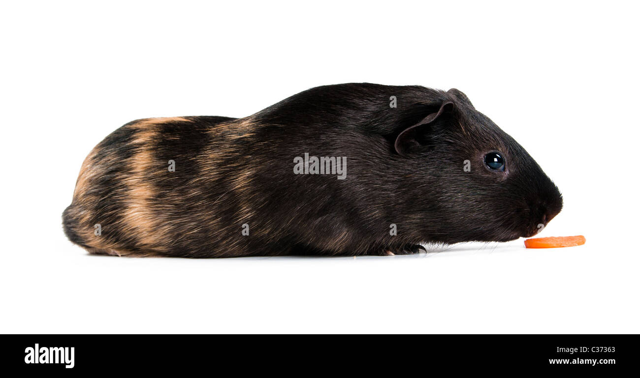 guinea pig with carrot isolated on white background Stock Photo - Alamy