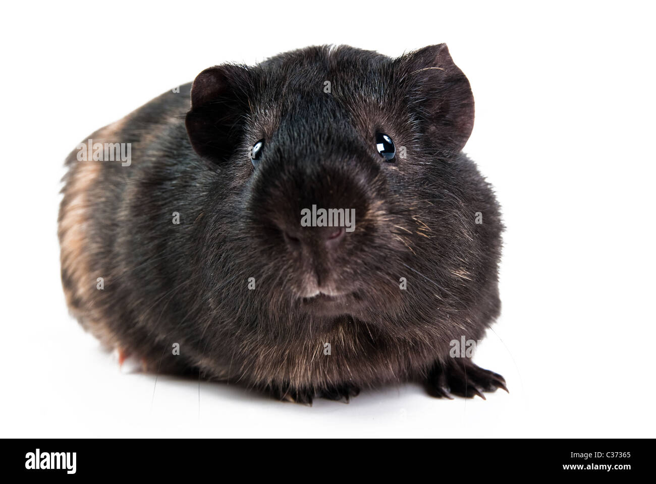 brown cavy on white background Stock Photo - Alamy