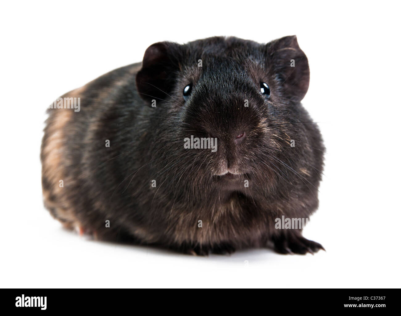 brown cavy on white background Stock Photo - Alamy