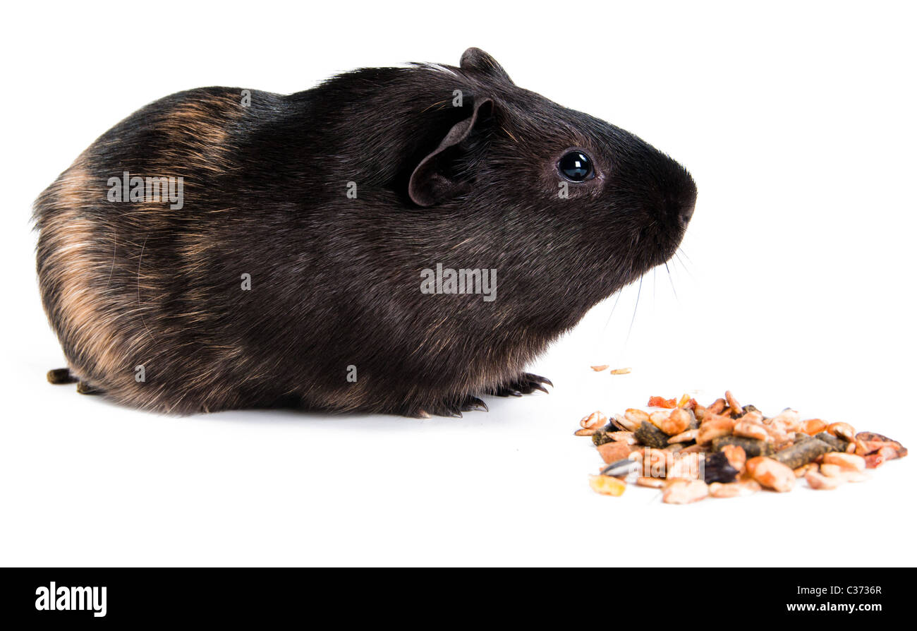 guinea pig with carrot isolated on white background Stock Photo - Alamy