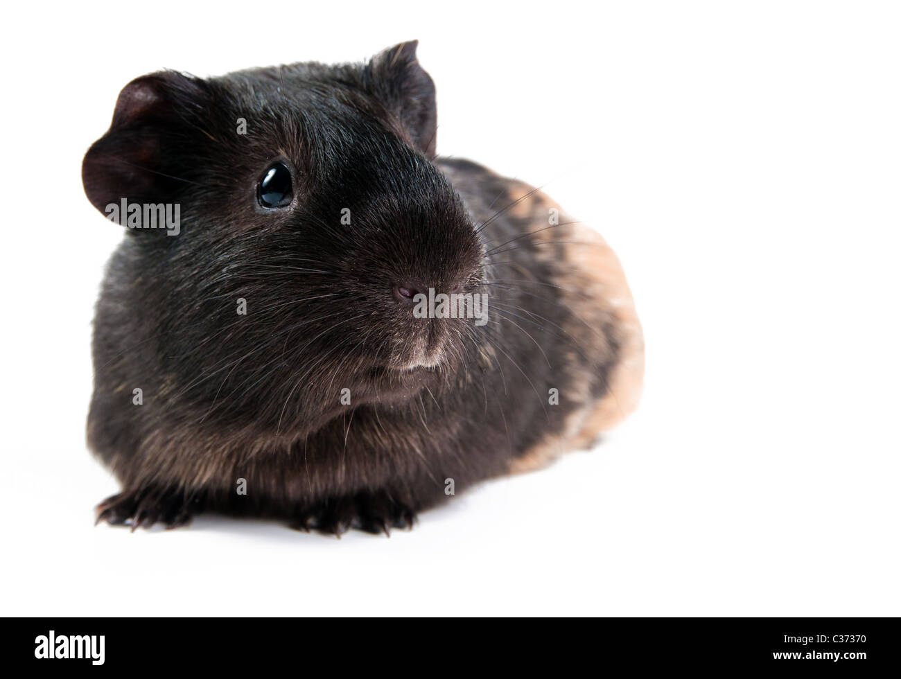brown cavy on white background Stock Photo - Alamy
