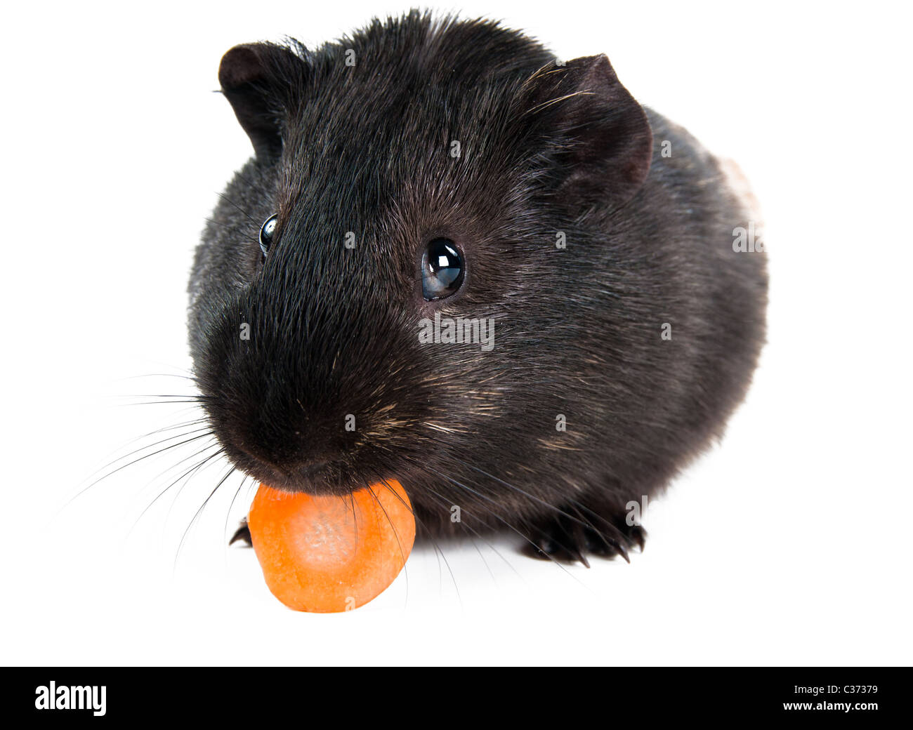 guinea pig with carrot isolated on white background Stock Photo - Alamy
