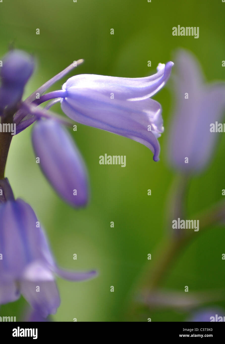 English bluebell hi-res stock photography and images - Alamy