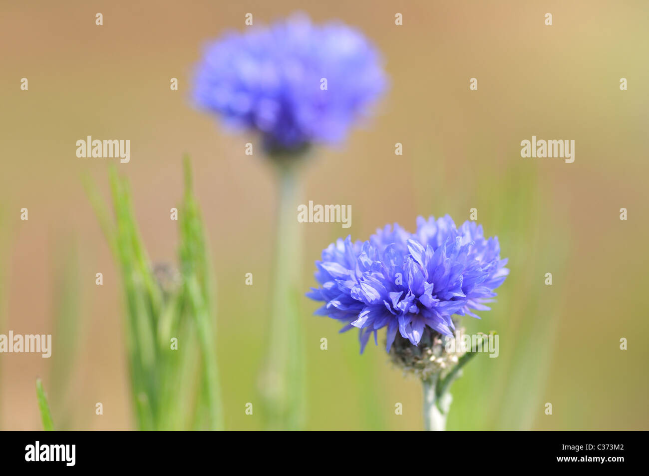 Detail of a dark blue spring flower Stock Photo - Alamy