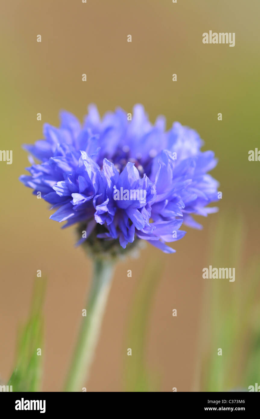 Detail of a dark blue spring flower Stock Photo - Alamy