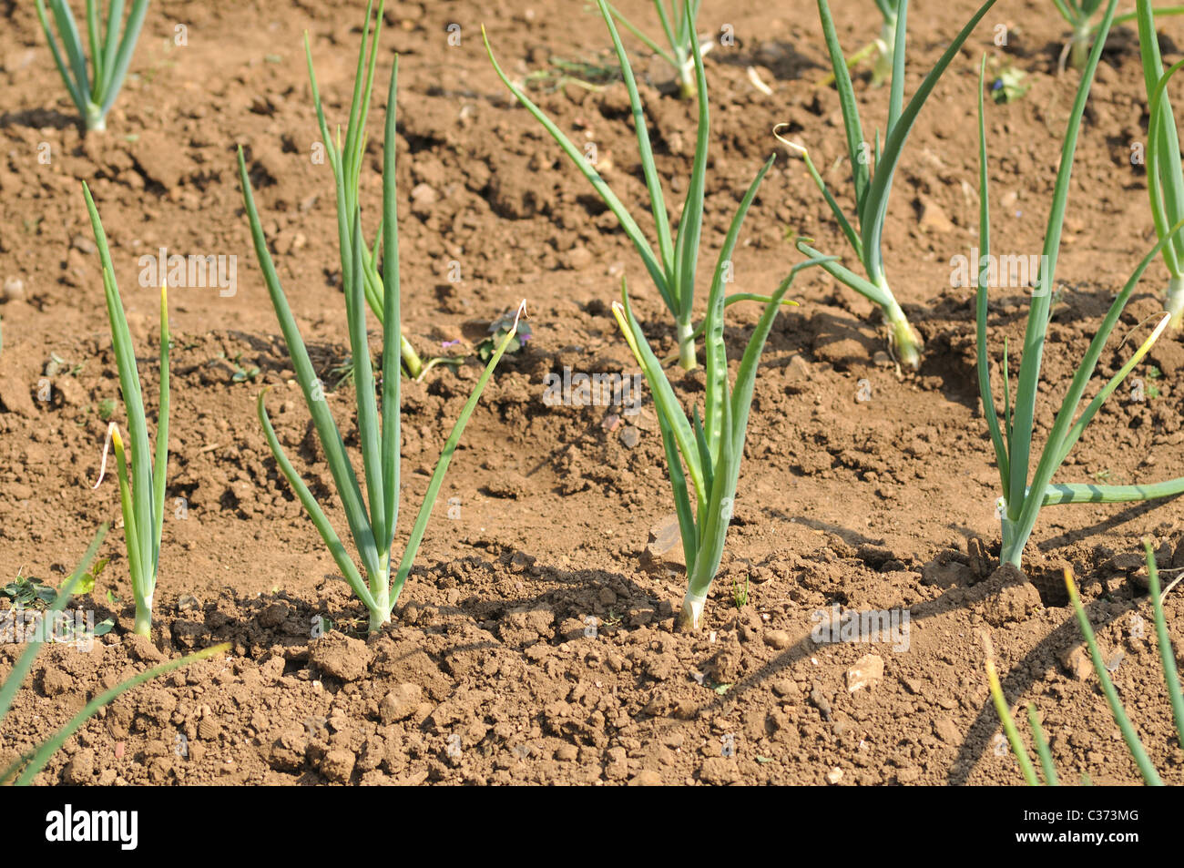 Vegetable plot onions hi-res stock photography and images - Alamy