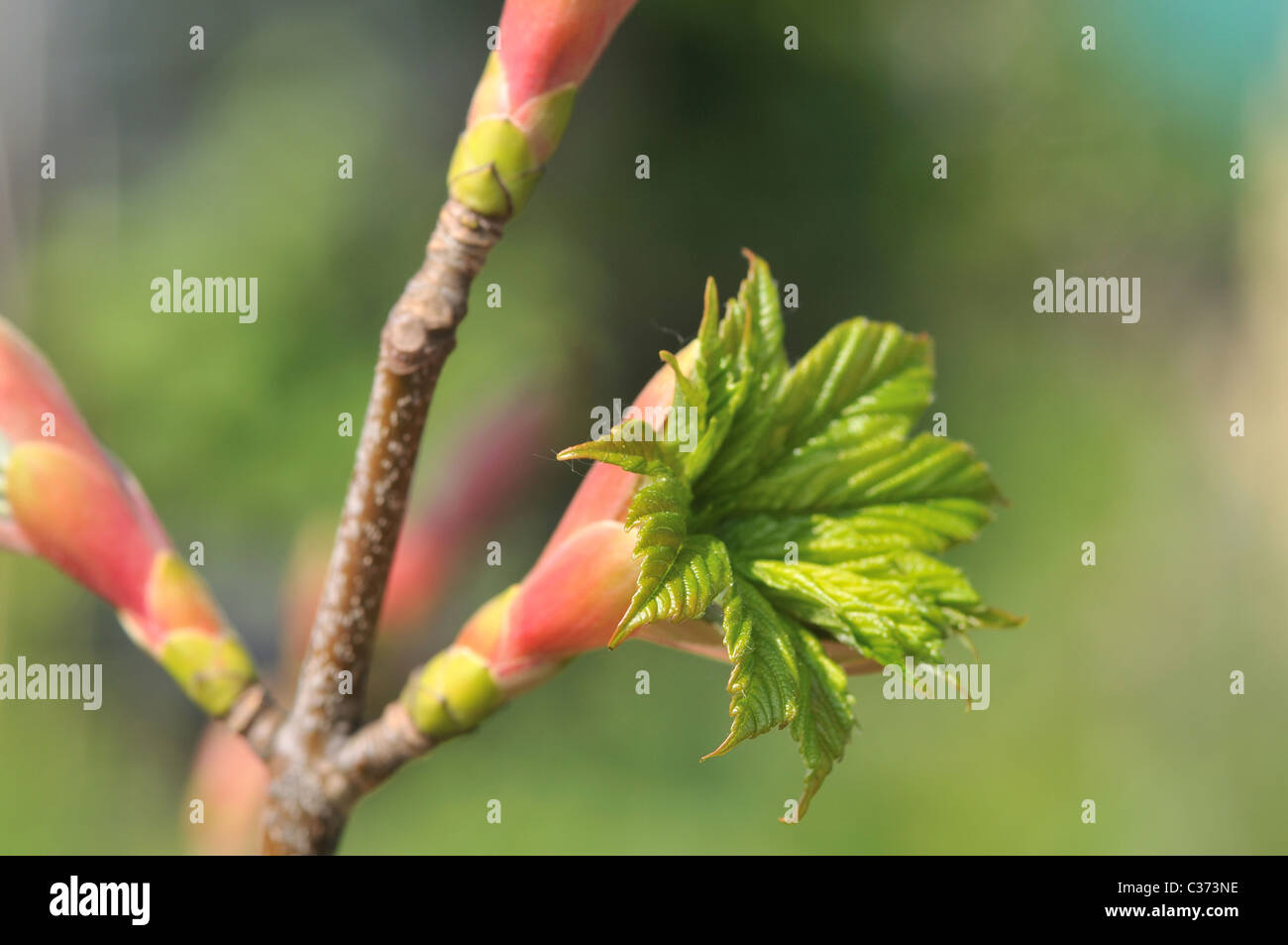 Budding maple leaves, spring time, UK Stock Photo - Alamy