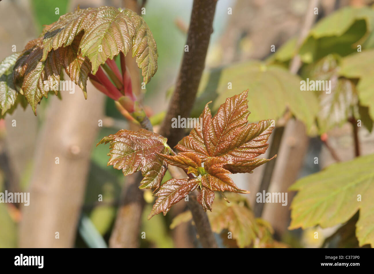 Budding maple leaves, spring time, UK Stock Photo - Alamy