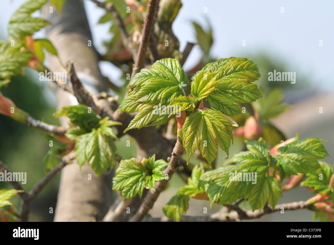 Maple tree leaves on sunny hi-res stock photography and images - Alamy