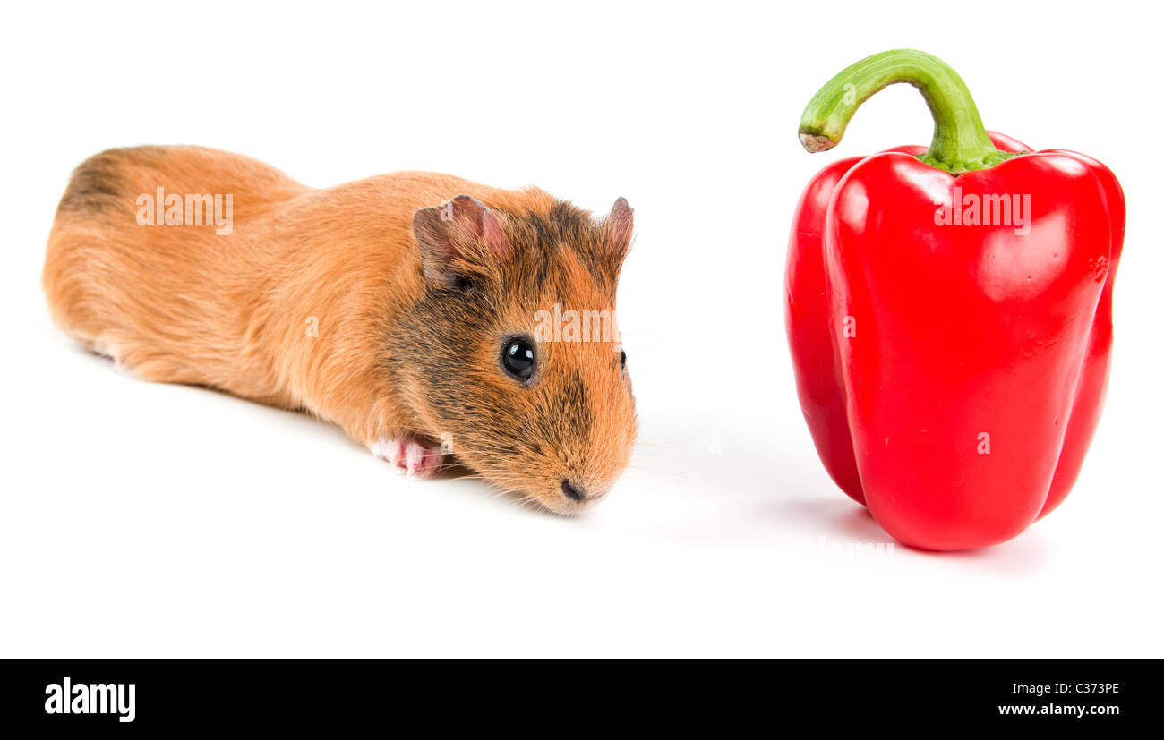 Guinea pepper hi-res stock photography and images - Alamy