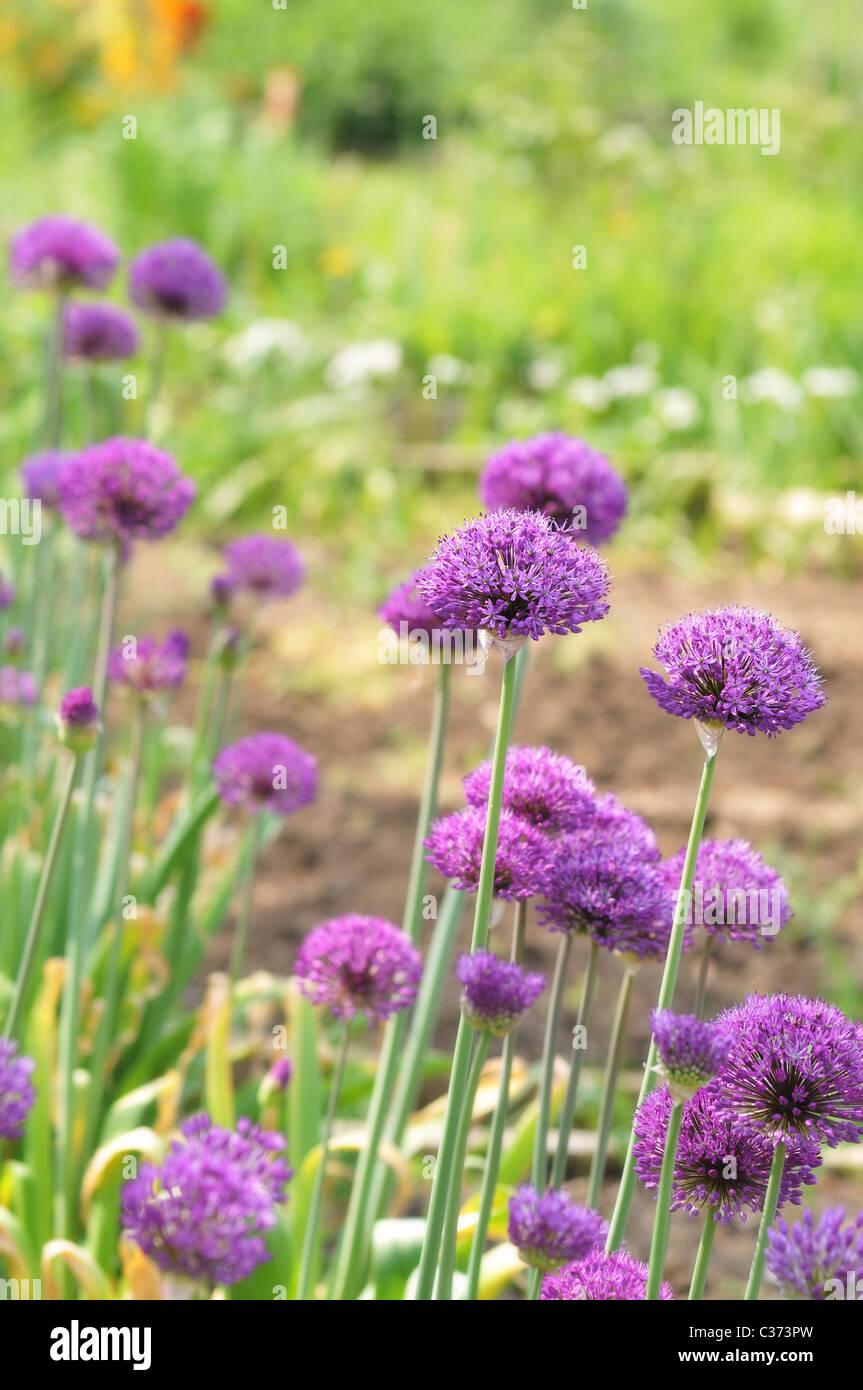 Blooming decorative garlic (Latin name: Allium)- Flowering Allium Stock ...