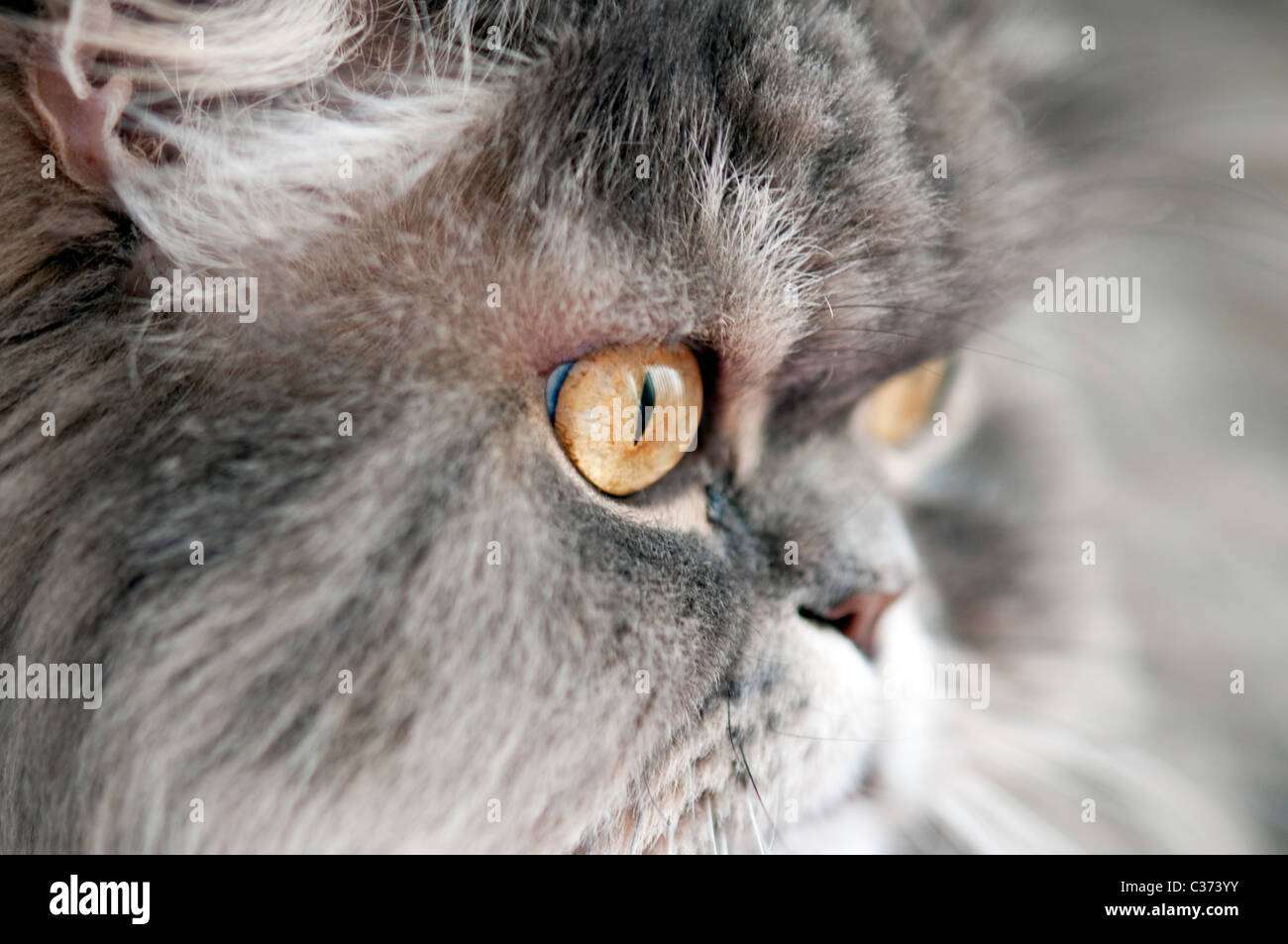Persian Cat Tomcat High Resolution Stock Photography and Images - Alamy