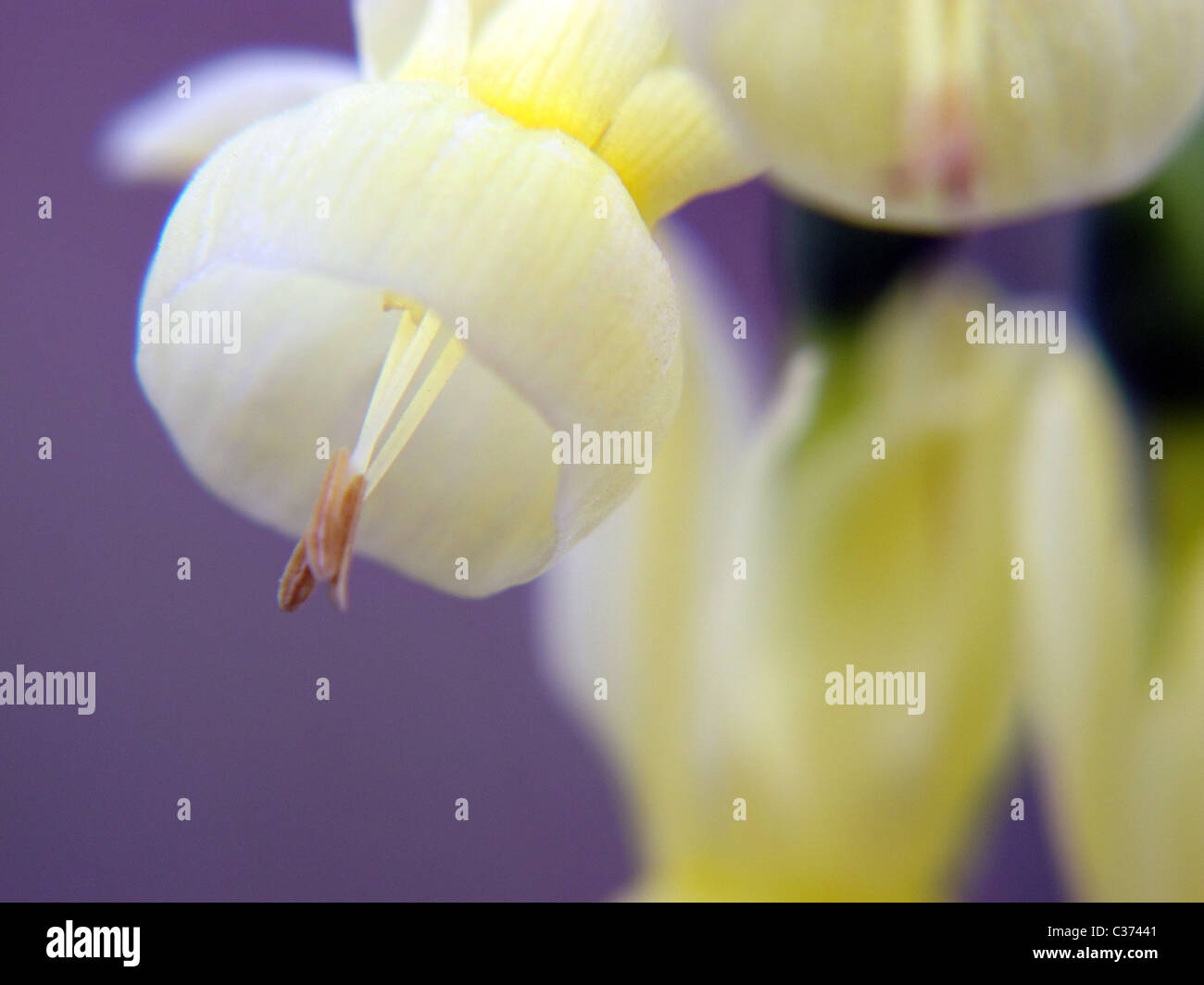 Three type of flowers hi-res stock photography and images - Alamy