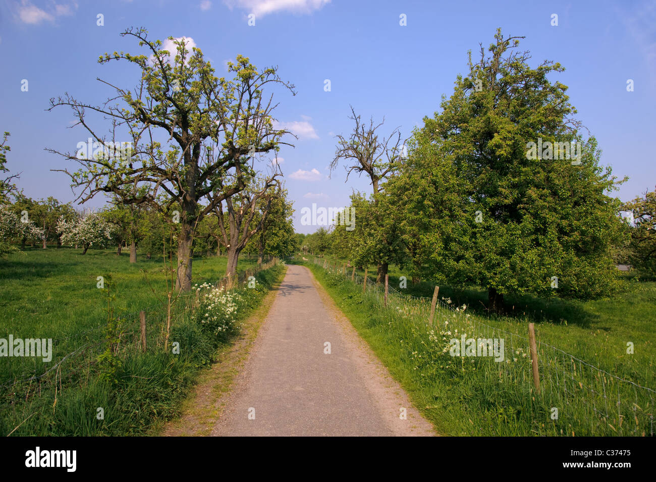 Path through orchard hi-res stock photography and images - Alamy