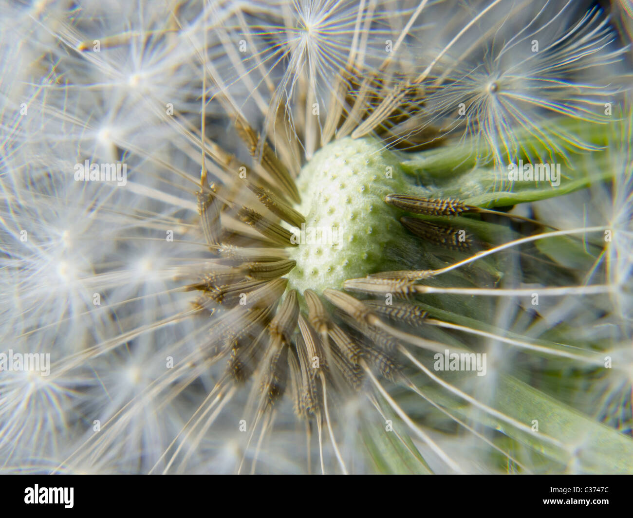 Wind blowing blue flower hi-res stock photography and images - Alamy