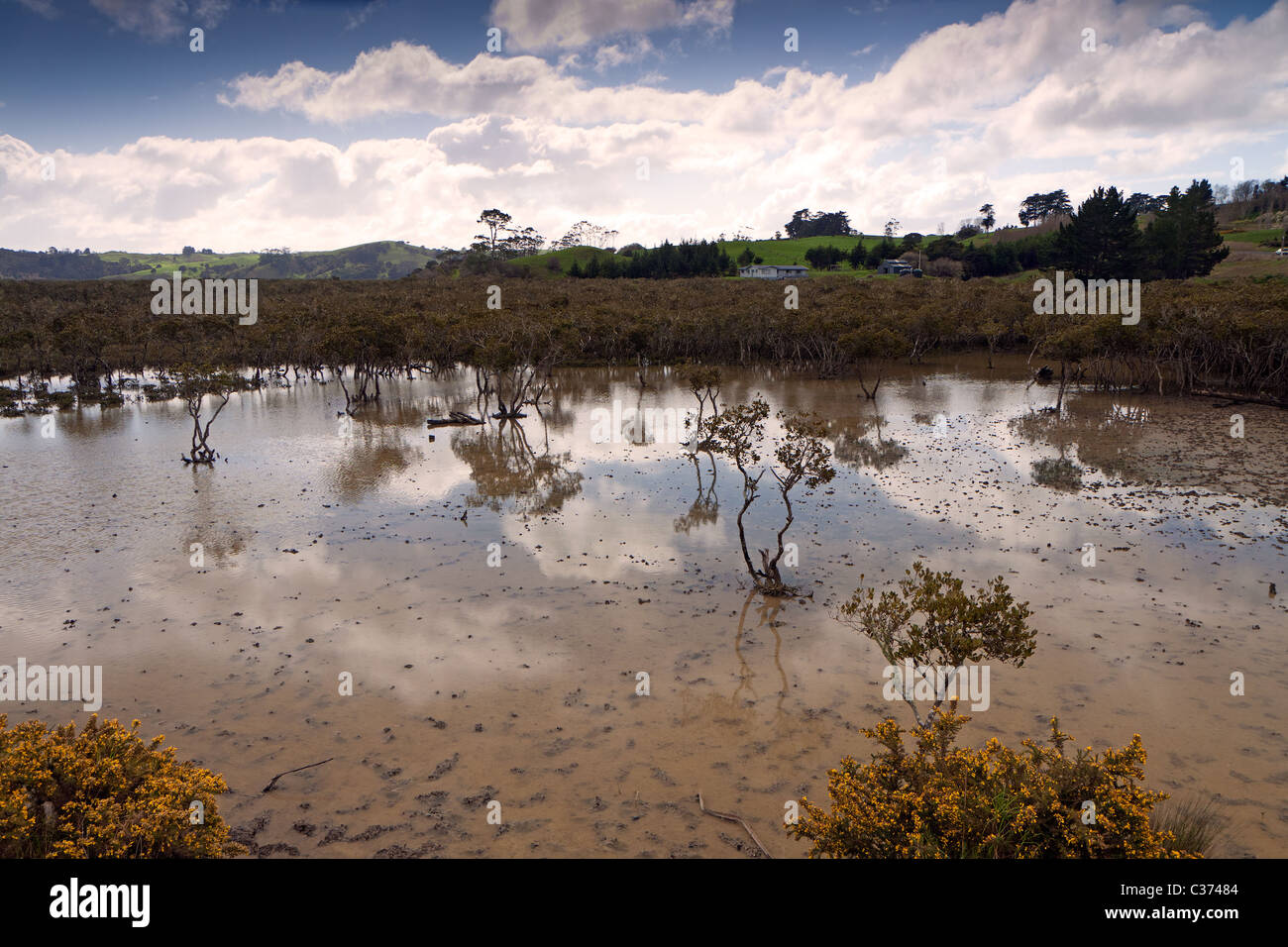 Small trees growing in the riverbed Stock Photo - Alamy