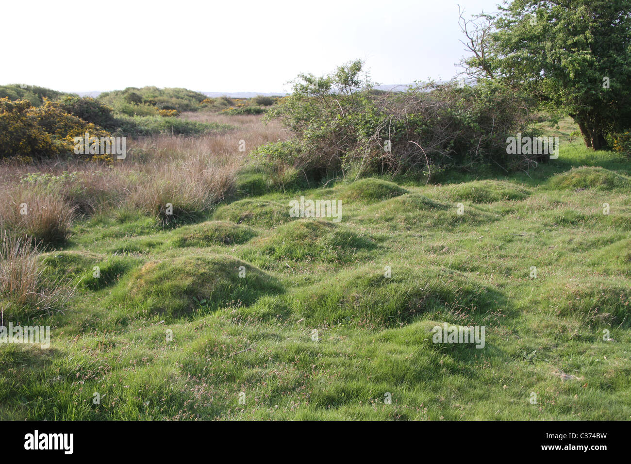 Ant hills hi-res stock photography and images - Alamy