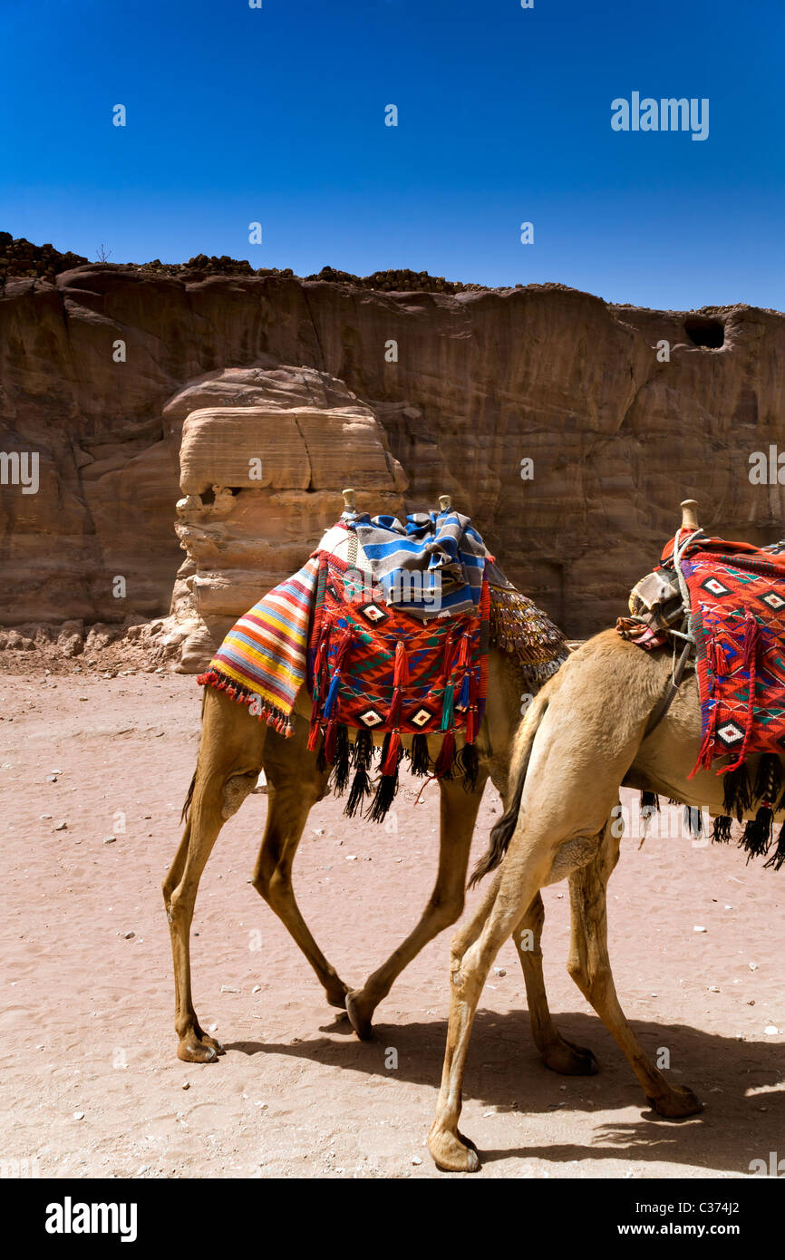 Two camels hi-res stock photography and images - Alamy