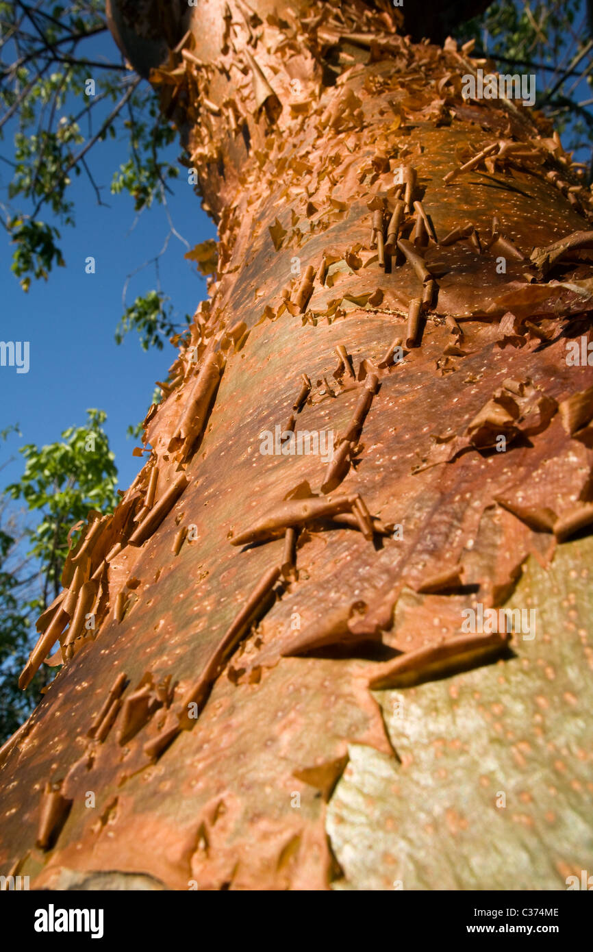 Gumbo limbo tree hi-res stock photography and images - Alamy