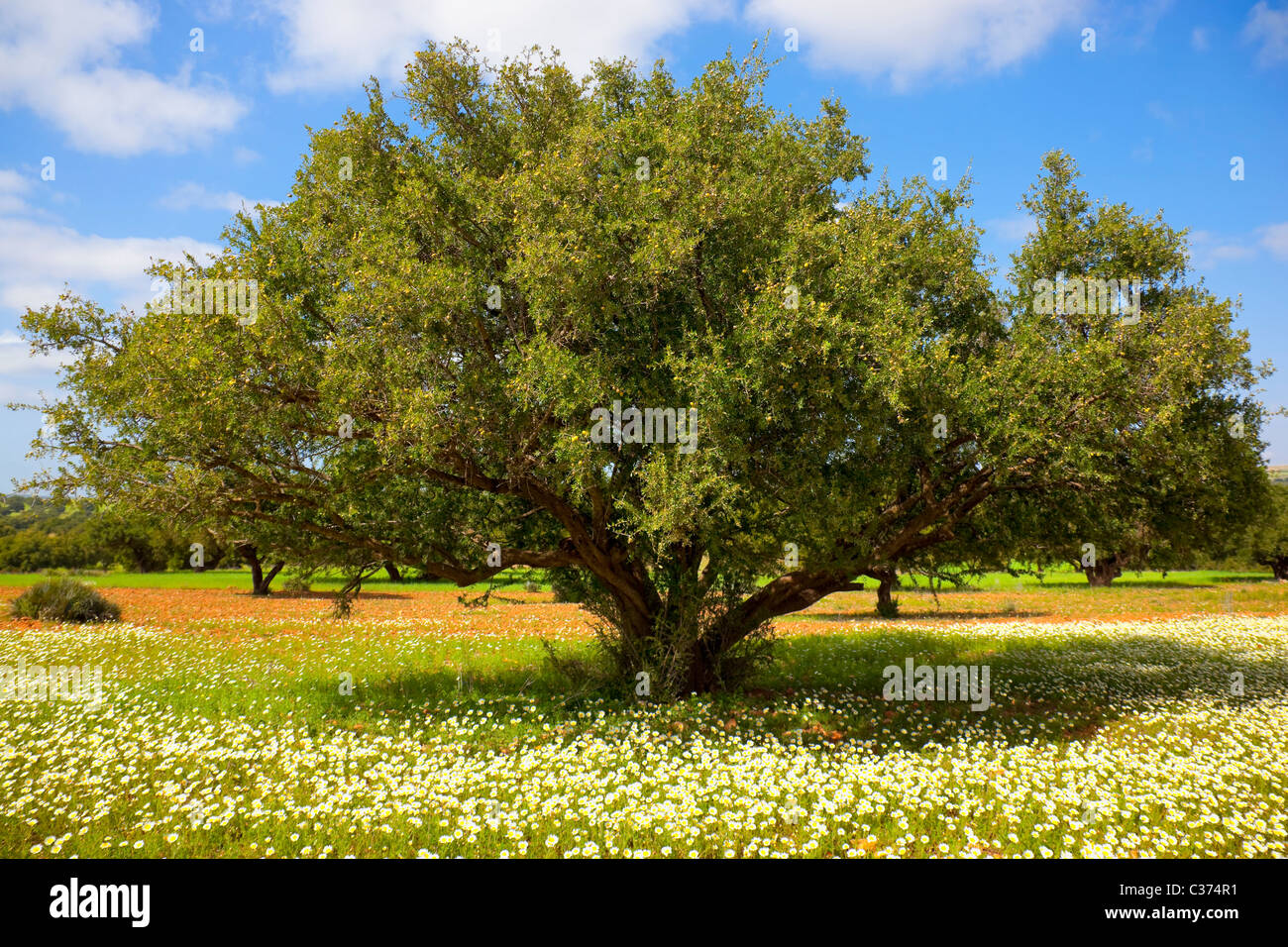 Argan tree hi-res stock photography and images - Alamy