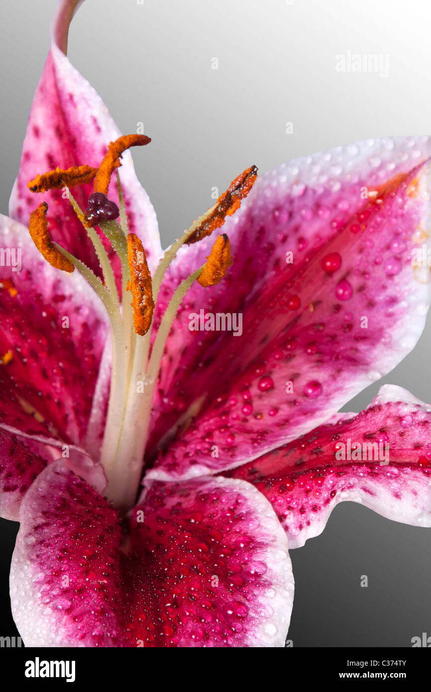 Lily stargazer hi-res stock photography and images - Alamy