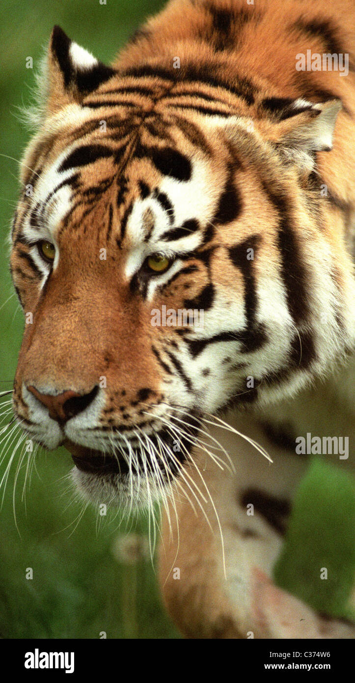 Korean tiger hi-res stock photography and images - Alamy